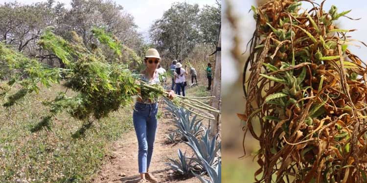 Oaxaca realiza la primera cosecha de Cannabis para uso industrial en ...