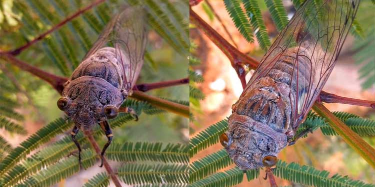 El canto de las chicharras anuncian la temporada de lluvias – Prensa ...